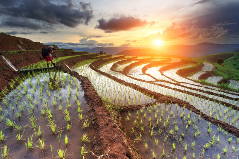 Rice Fields on Terraced at Chiang Mai, Thailand Stock Photo - Image of ...