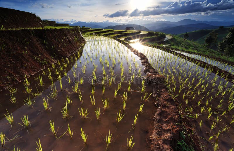Rice Fields on Terraced at Chiang Mai, Thailand Stock Photo - Image of ...