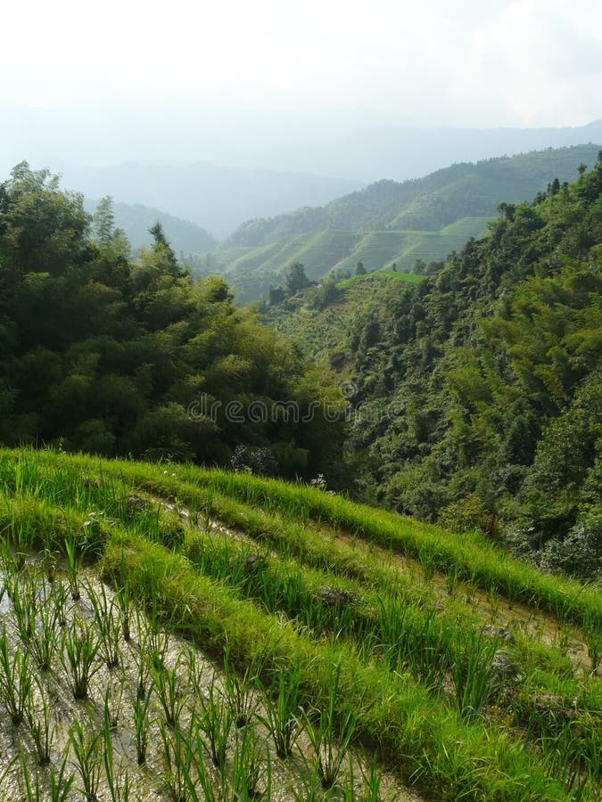 Rice fields stock image. Image of chenyang, leishan, farmer - 69063637