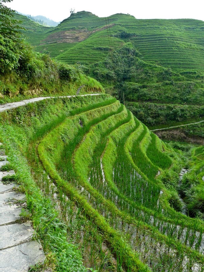 Rice fields stock photo. Image of food, harvest, chenyang - 69064028