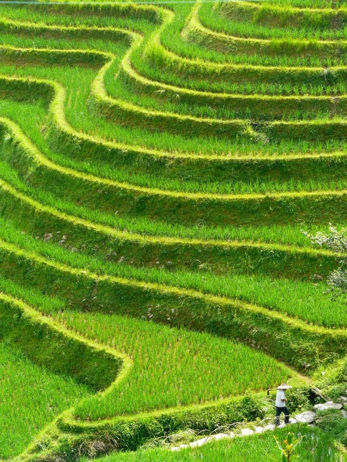 Rice fields stock image. Image of hunan, farming, food - 69064125