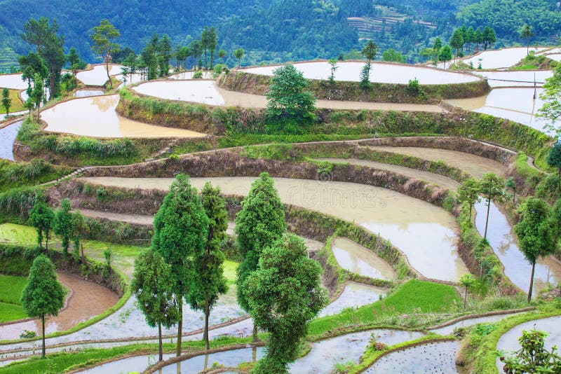 Rice Fields on Terraced in Surice, Stock Image - Image of morning ...