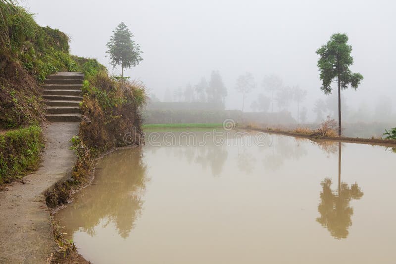 Rice Fields on Terraced in Surice Stock Photo - Image of crop, nature ...