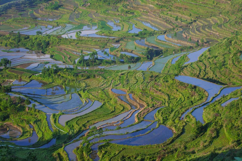 Rice Fields on Terraced in Surice Stock Photo - Image of ground, farmer ...