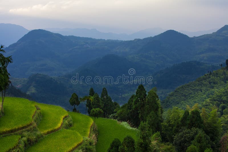 Rice Fields on Terraced in Surice, Stock Photo - Image of harvest ...