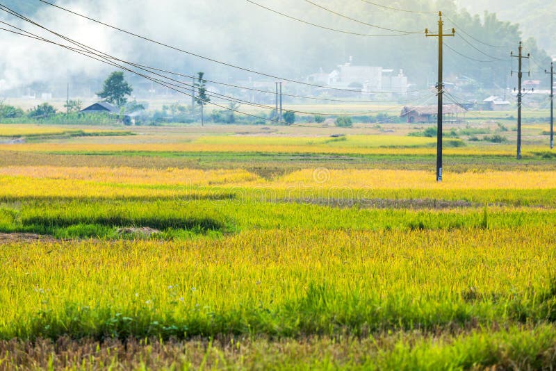 Rice Fields on Terraced of Yellow Green Rice Field Landscape Stock ...