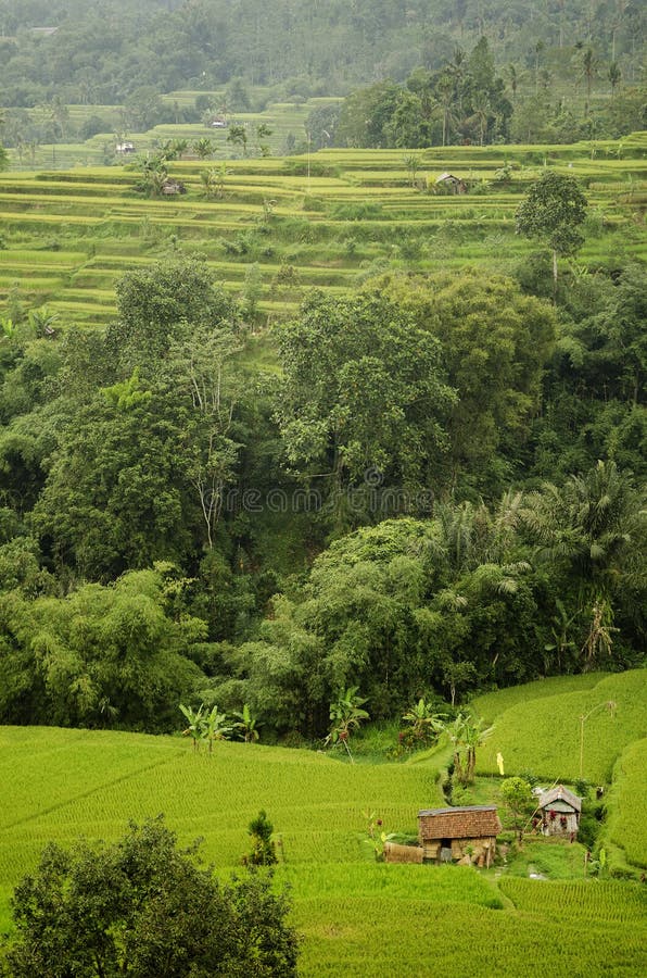Rice Fields Terraces in Bali Indonesia Stock Photo - Image of rural ...