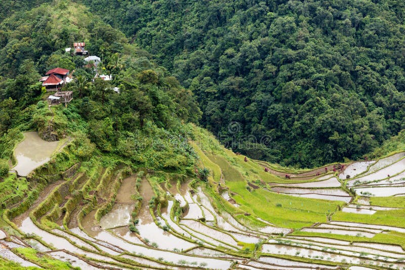 Rice Fields Terraces in Philippines Stock Image - Image of heritage ...