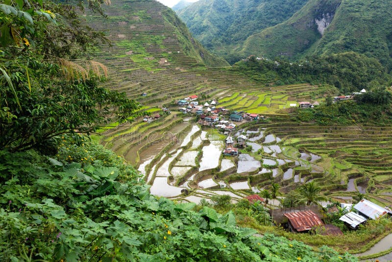 452 Philippines Mountains Rice Fields Stock Photos - Free & Royalty ...