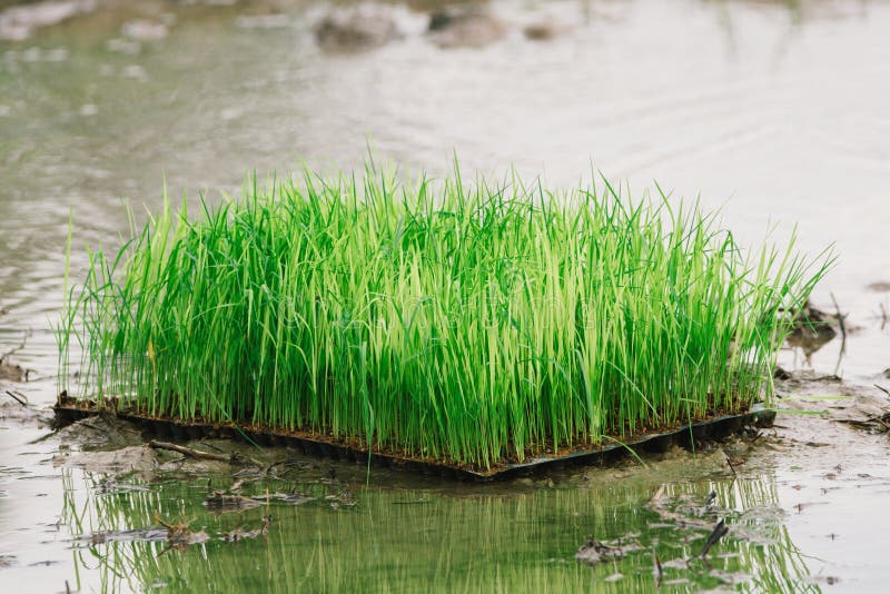 Rice Fields, Terraces Plantation Farm an Organic Asian Rice Farm Stock ...