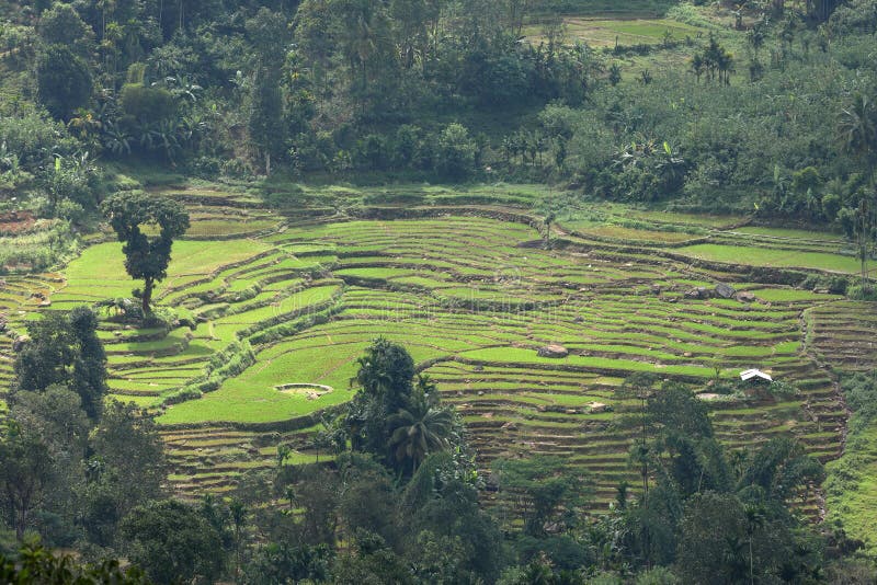 Rice Fields and Rice Terraces in Sri Lanka Stock Image - Image of ...