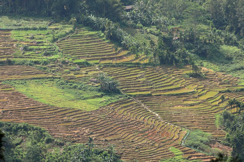 Rice Fields and Rice Terraces in Sri Lanka Stock Image - Image of ...