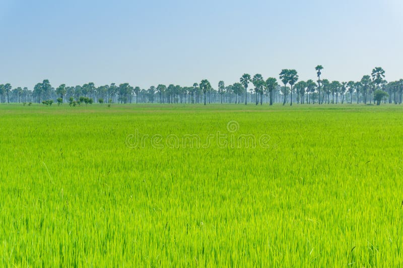Rice fields in Thailand stock photo. Image of heather - 45783718