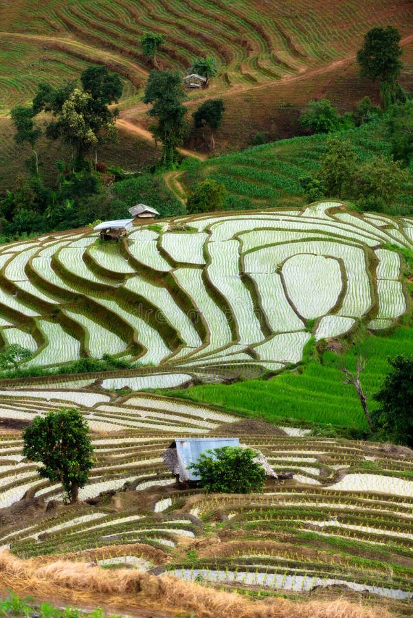 Rice Fields in the Thailand. Stock Image - Image of thailand, plateau ...