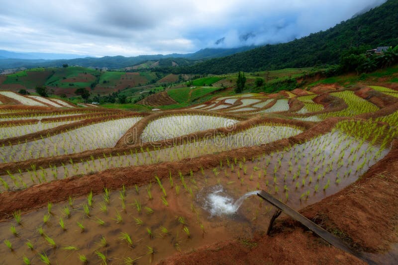 Rice Fields in the Thailand. Stock Photo - Image of plateau, chiang ...