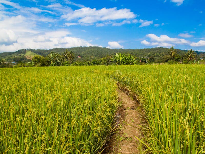 Rice fields in Thailand stock photo. Image of area, outdoor - 80111154