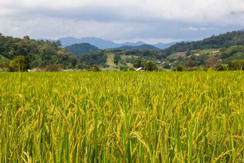 Rice fields in Thailand stock image. Image of harvest - 80173851