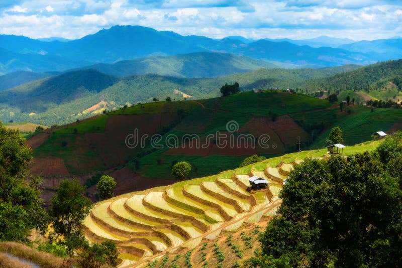 Rice Fields in the Thailand. Stock Photo - Image of village, rice ...