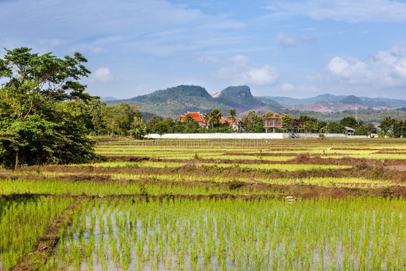 Rice fields in Thailand stock photo. Image of field, mountains - 56812660
