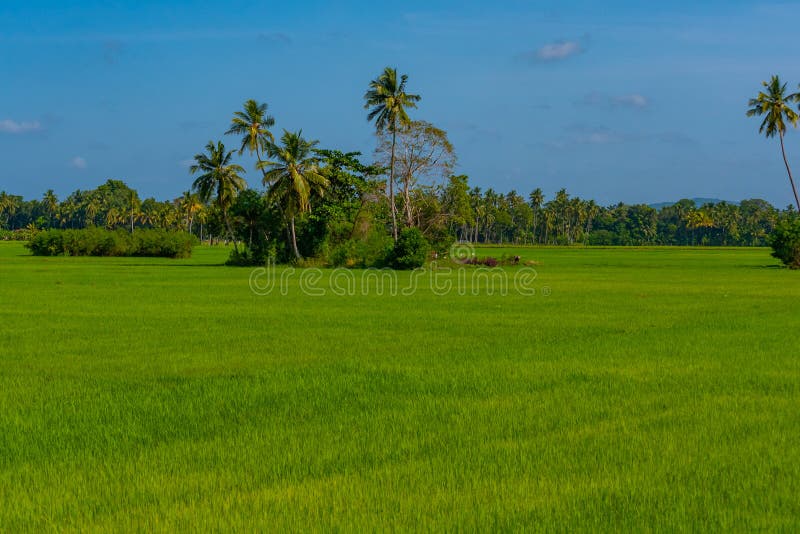 Rice Fields at Tissamaharama, Sri Lanka during a Sunny Day Stock Image ...