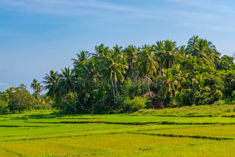 Rice Fields at Tissamaharama, Sri Lanka during a Sunny Day Stock Photo ...