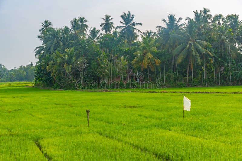 Rice Fields at Tissamaharama, Sri Lanka during a Sunny Day Stock Photo ...