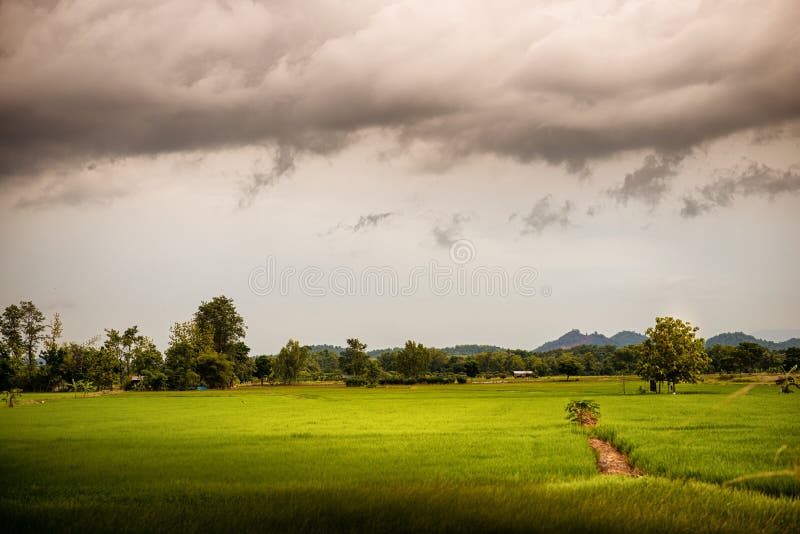Rice Fields that are about To Rain Stock Photo - Image of grain, paddy ...