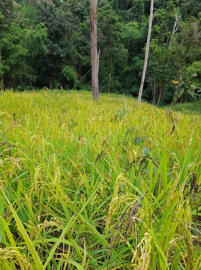 Rice Fields on Top of the Mountain Stock Photo - Image of meadow ...