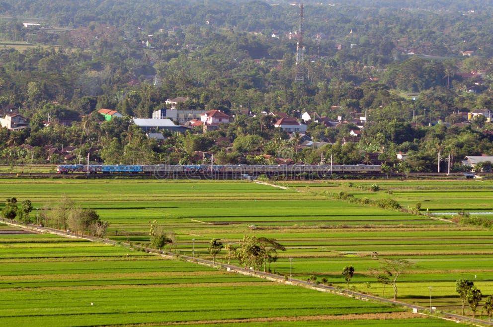 Rice Fields and Train stock photo. Image of view, agriculture - 237323432