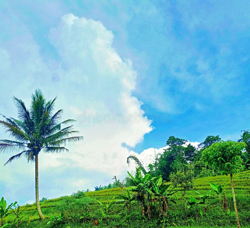 Rice Fields and Trees Under the Blue Sky Stock Image - Image of ...