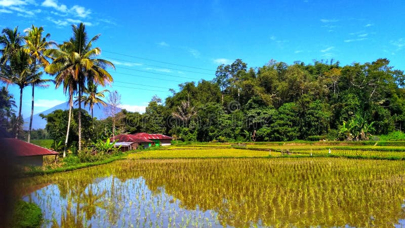 Rice Fields between Tropical Forest and Coconut Trees in Bukittinggi ...