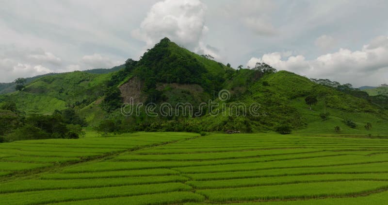 Rice Fields on Tropical Mountain. Philippines. Stock Video - Video of ...