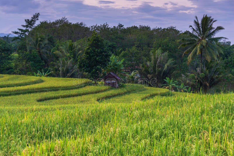 Rice fields in ubud stock image. Image of nature, bengkulu - 251356445