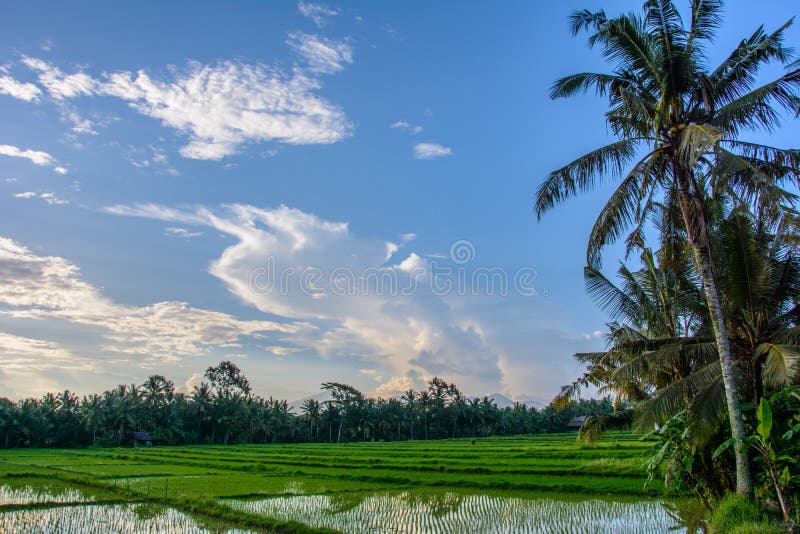 Rice Fields in Ubud, Bali Island, Indonesia Stock Photo - Image of ...