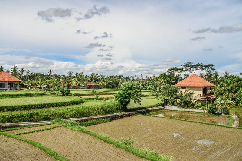 Rice fields in Ubud stock photo. Image of indonesia - 147436522