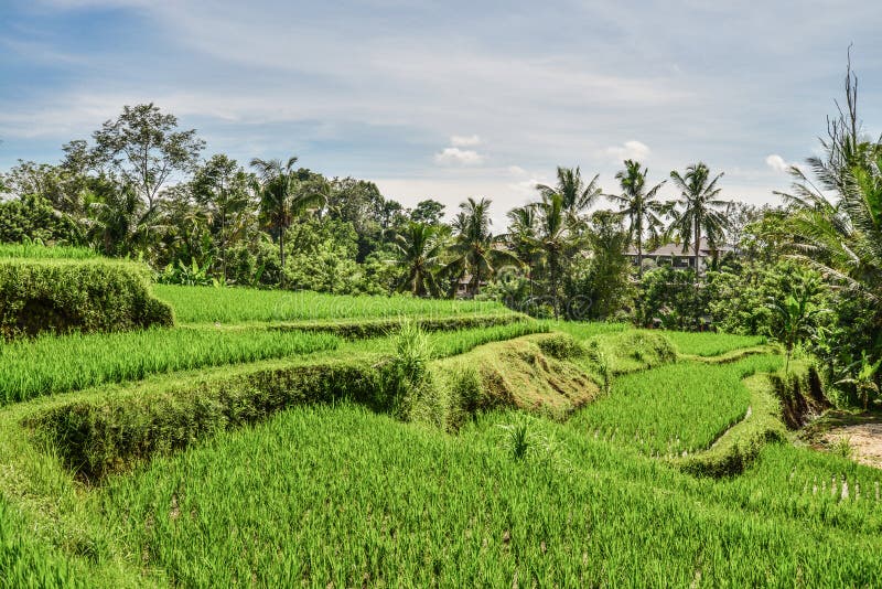 Rice fields in Ubud stock photo. Image of indonesia - 148088242