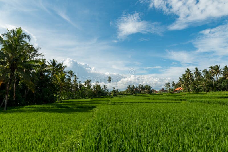 Rice fields in Ubud stock image. Image of forest, culture - 191247753