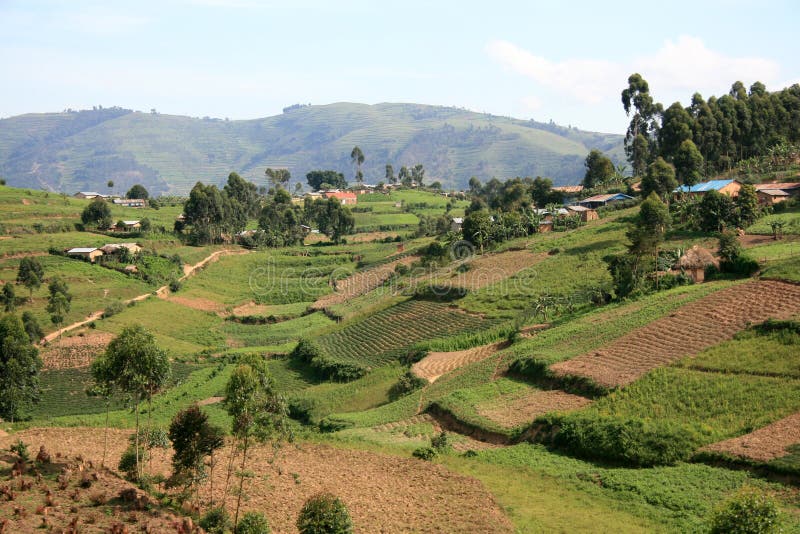 Rice Fields in Uganda, Africa Stock Photo - Image of developing, kisoro ...