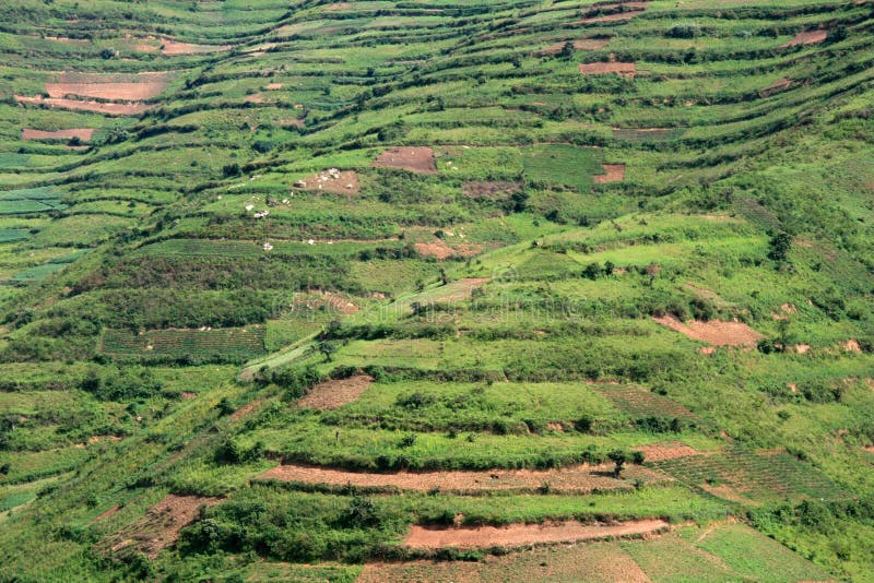Rice Fields in Uganda, Africa Stock Photo - Image of countryside, field ...
