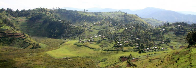 Rice Fields in Uganda, Africa Stock Photo - Image of farmland, remote ...