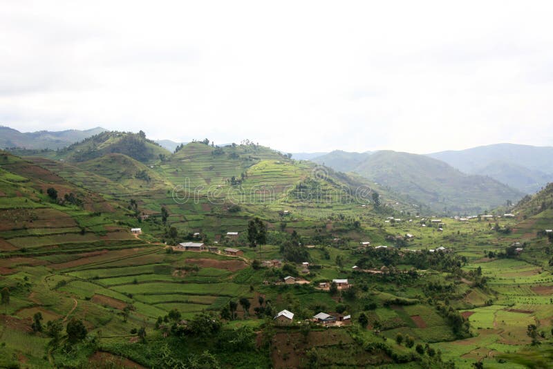 Rice Fields in Uganda, Africa Stock Photo - Image of field, house: 26293230