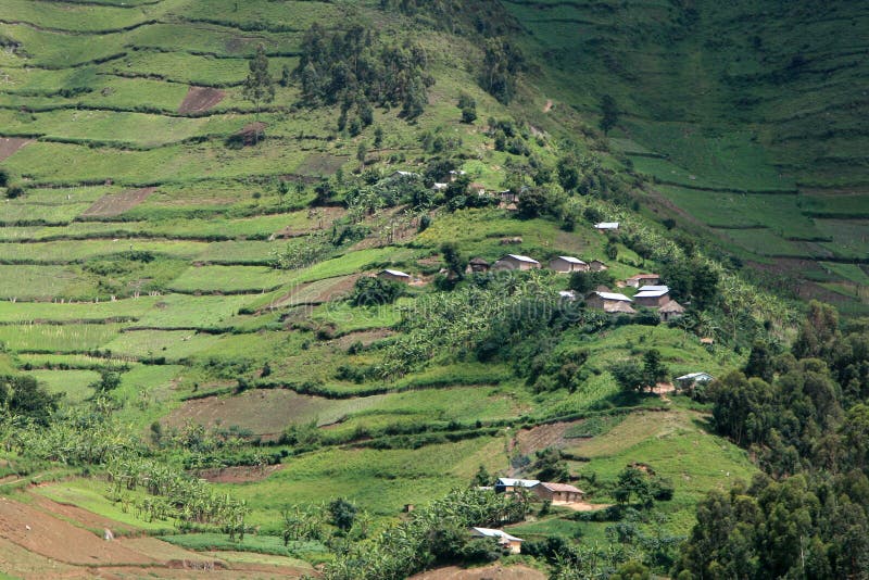 Rice Fields in Uganda, Africa Stock Image - Image of nation ...