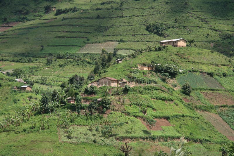 Rice Fields in Uganda, Africa Stock Image - Image of hillside, district ...