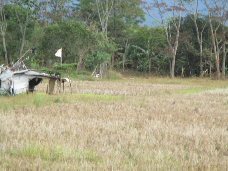 Rice Fields Under the Beautiful Foot of the Mountain, Subang Regency ...