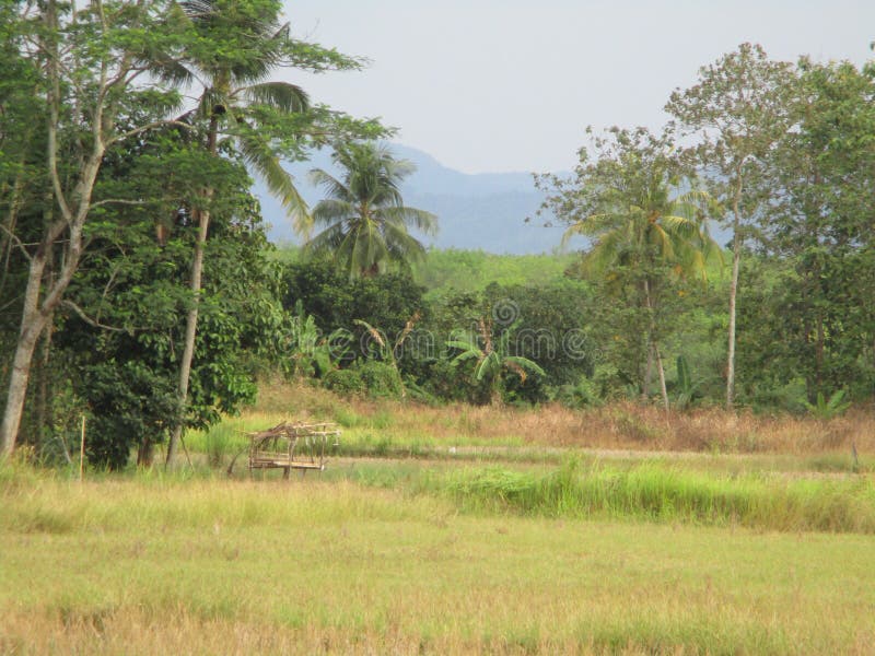 Rice Fields Under the Beautiful Foot of the Mountain, Subang Regency ...