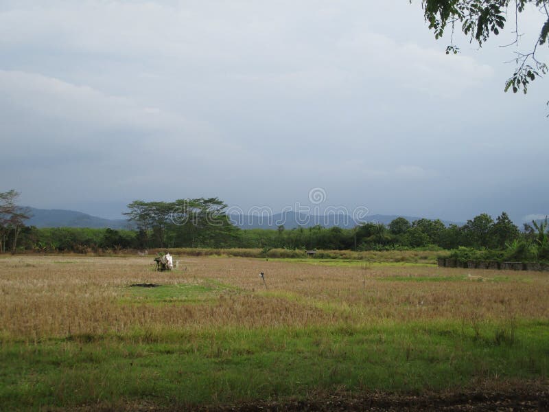 Rice Fields Under the Beautiful Foot of the Mountain, Subang Regency ...