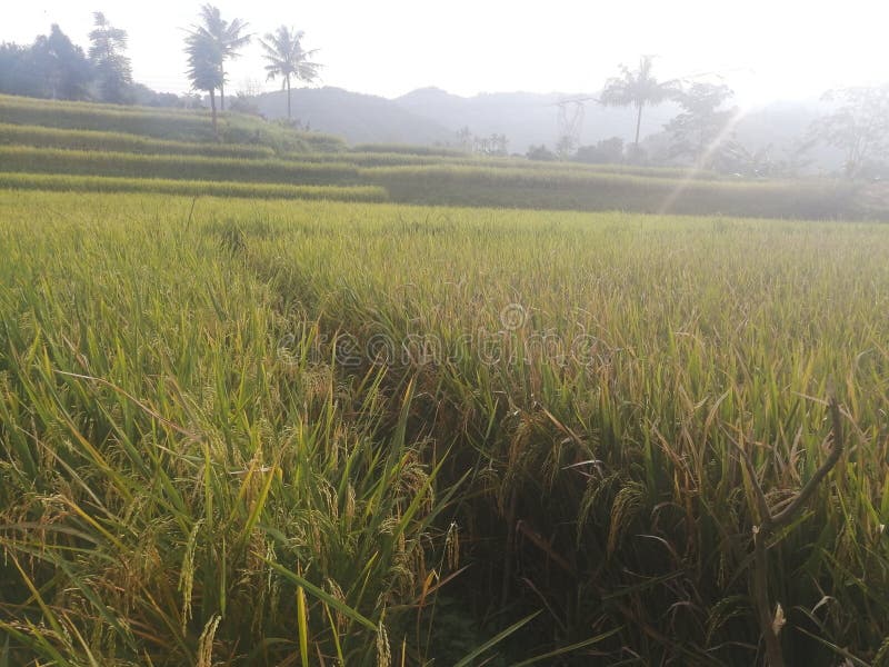 Rice Fields Under the Golden Light of Sunset. Stock Photo - Image of ...