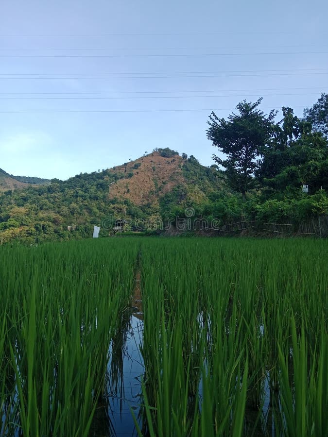 Rice Fields Under the Hill in Indonesia Stock Image - Image of rice ...