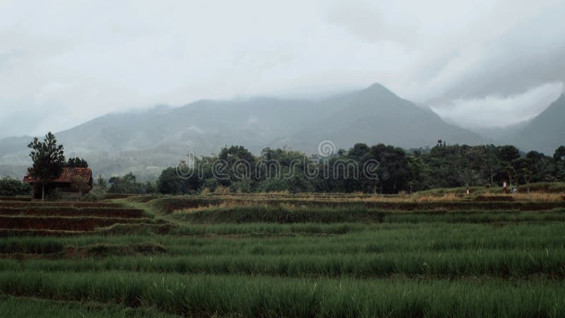 Rice Fields Under Mount Puntang, Indonesia Stock Image - Image of ...