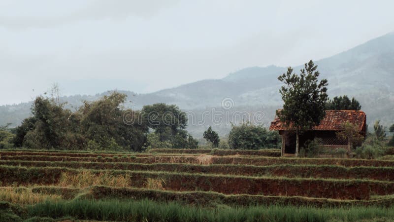 Rice Fields Under Mount Puntang, Indonesia Stock Image - Image of ...